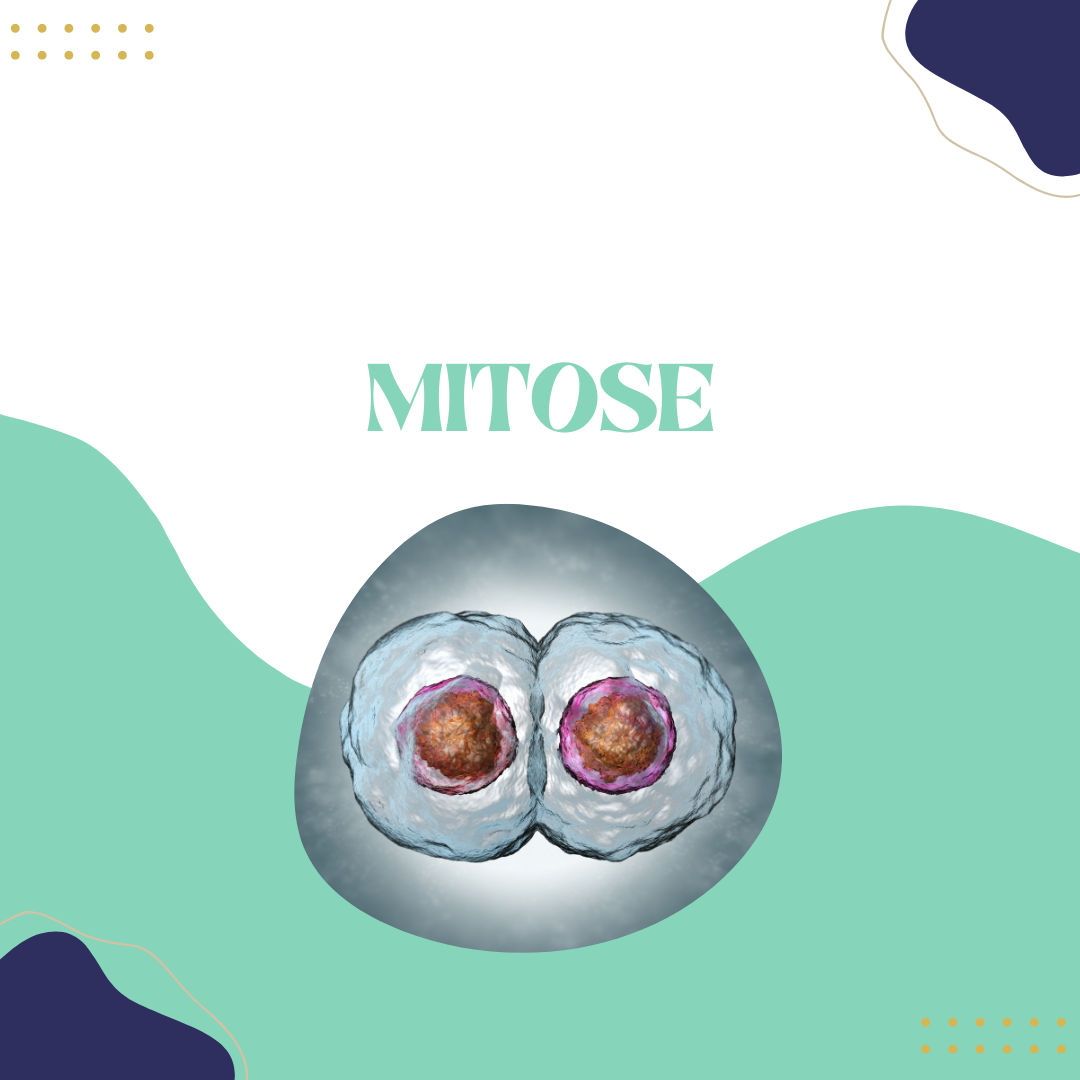 Quais são as fases da mitose? - Cursau Educação - Blog