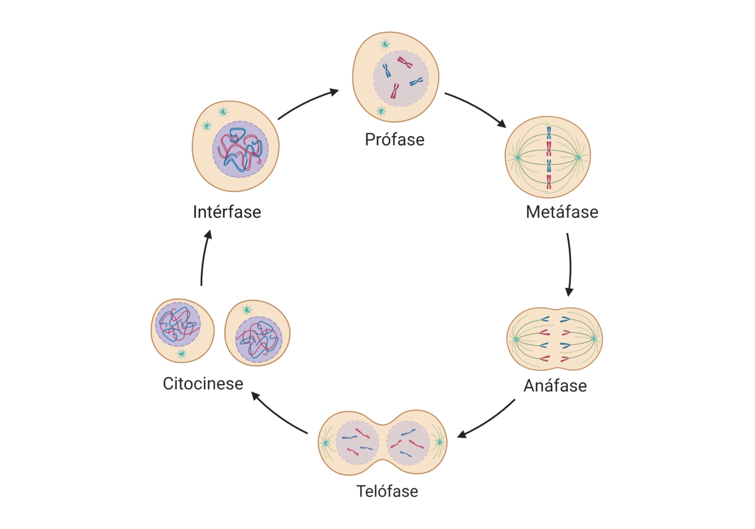 Quais são as fases da mitose? - Cursau Educação - Blog