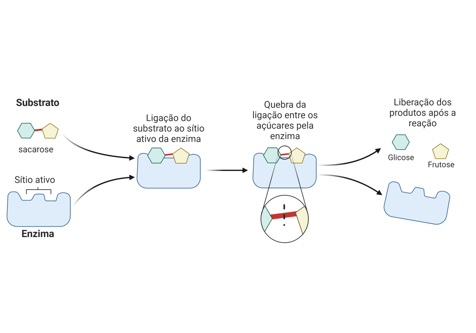 Enzima e proteína são a mesma coisa? - Cursau Educação - Blog