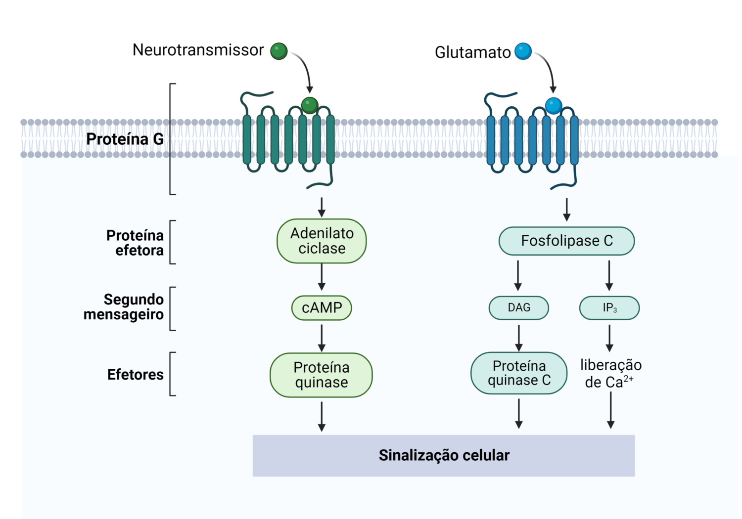 Proteína G: o que é e quais são os tipos - Cursau Educação - Blog