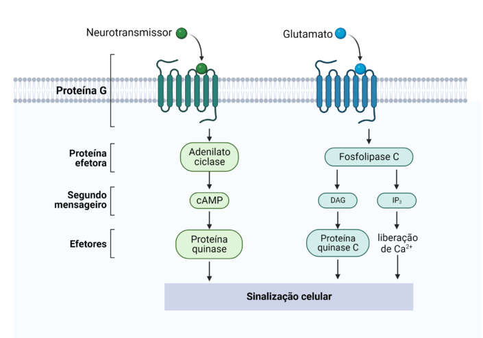Proteína G: o que é e quais são os tipos - Cursau Educação - Blog