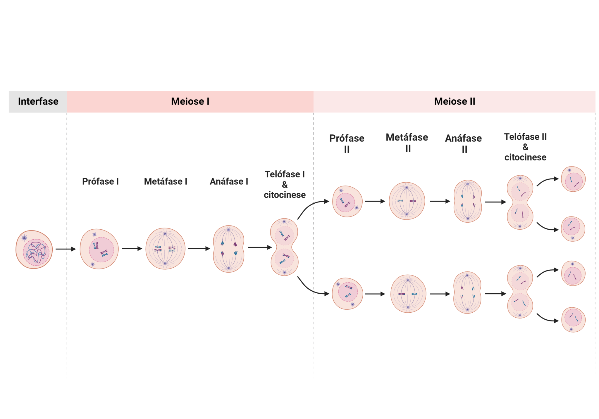 Etapas Da Meiose 2 : Meiose: fases, diferenças da mitose, resumo ...