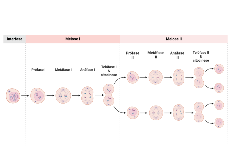 Quais são as fases da meiose? - Cursau Educação - Blog