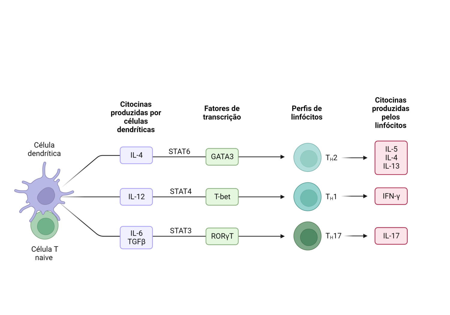 Quais são os perfis de linfócitos T? - Cursau Educação - Blog