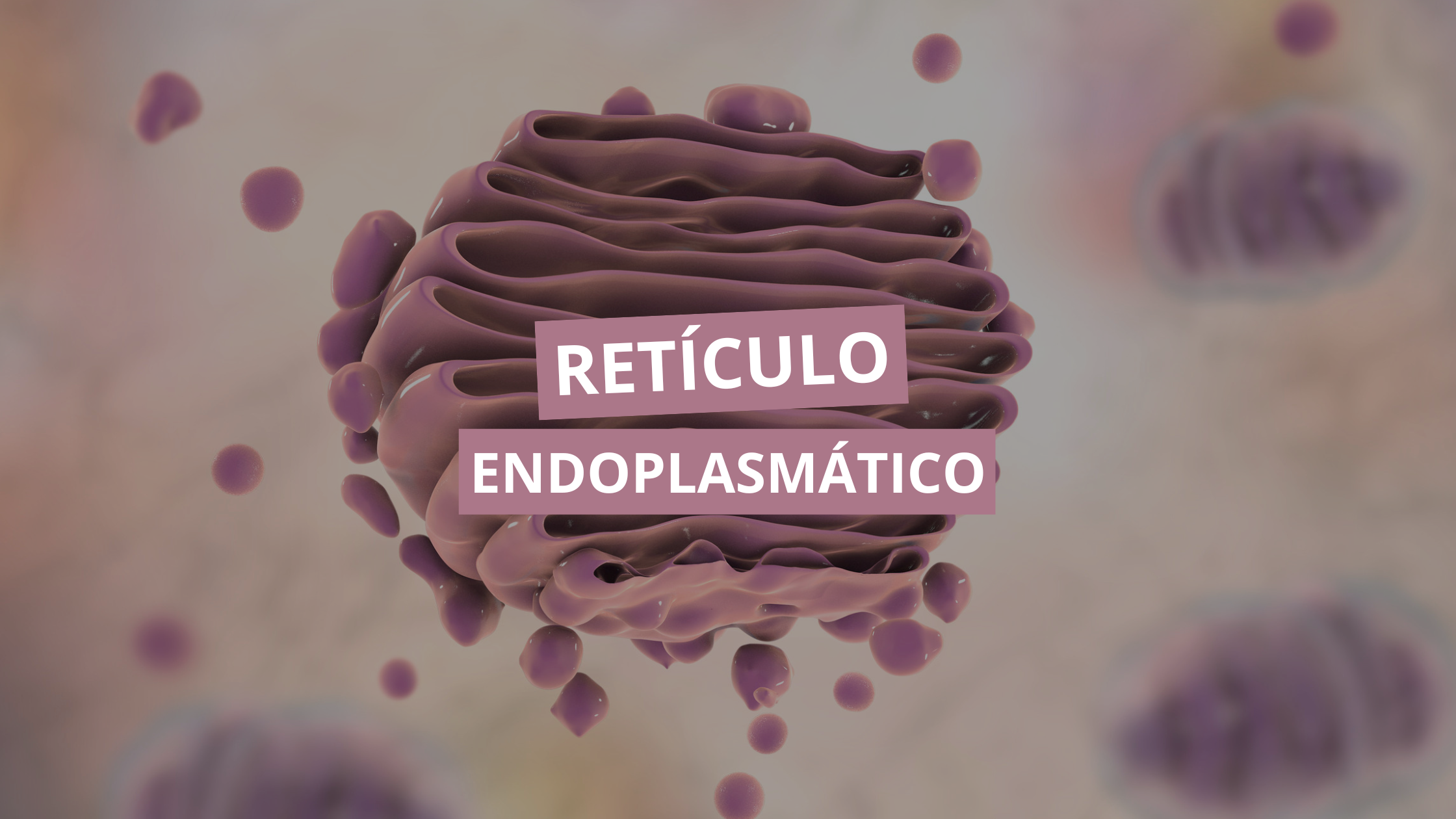 Qual a função do retículo endoplasmático?